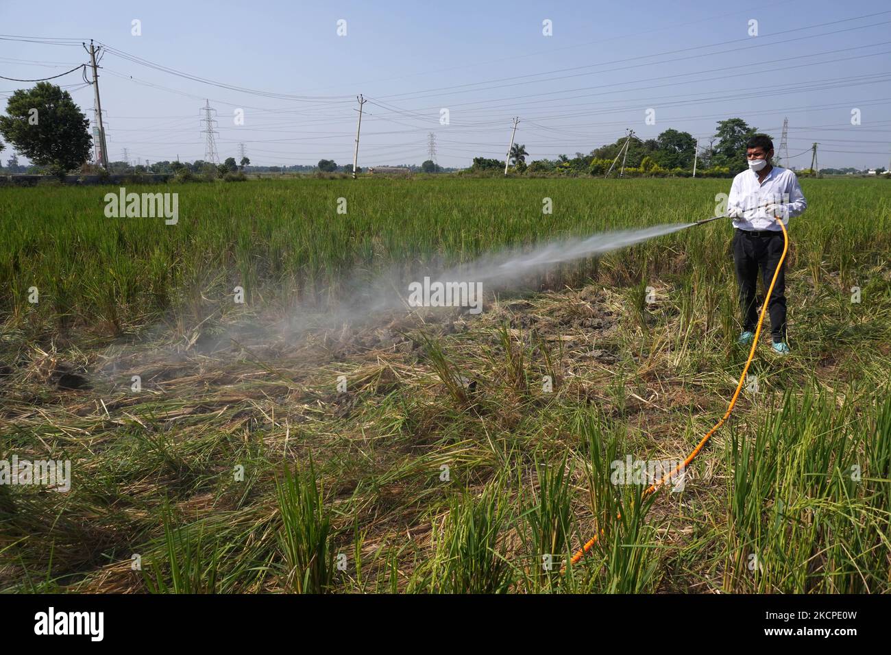 A man sprays newly-developed bio-decomposer solution in a field to ...