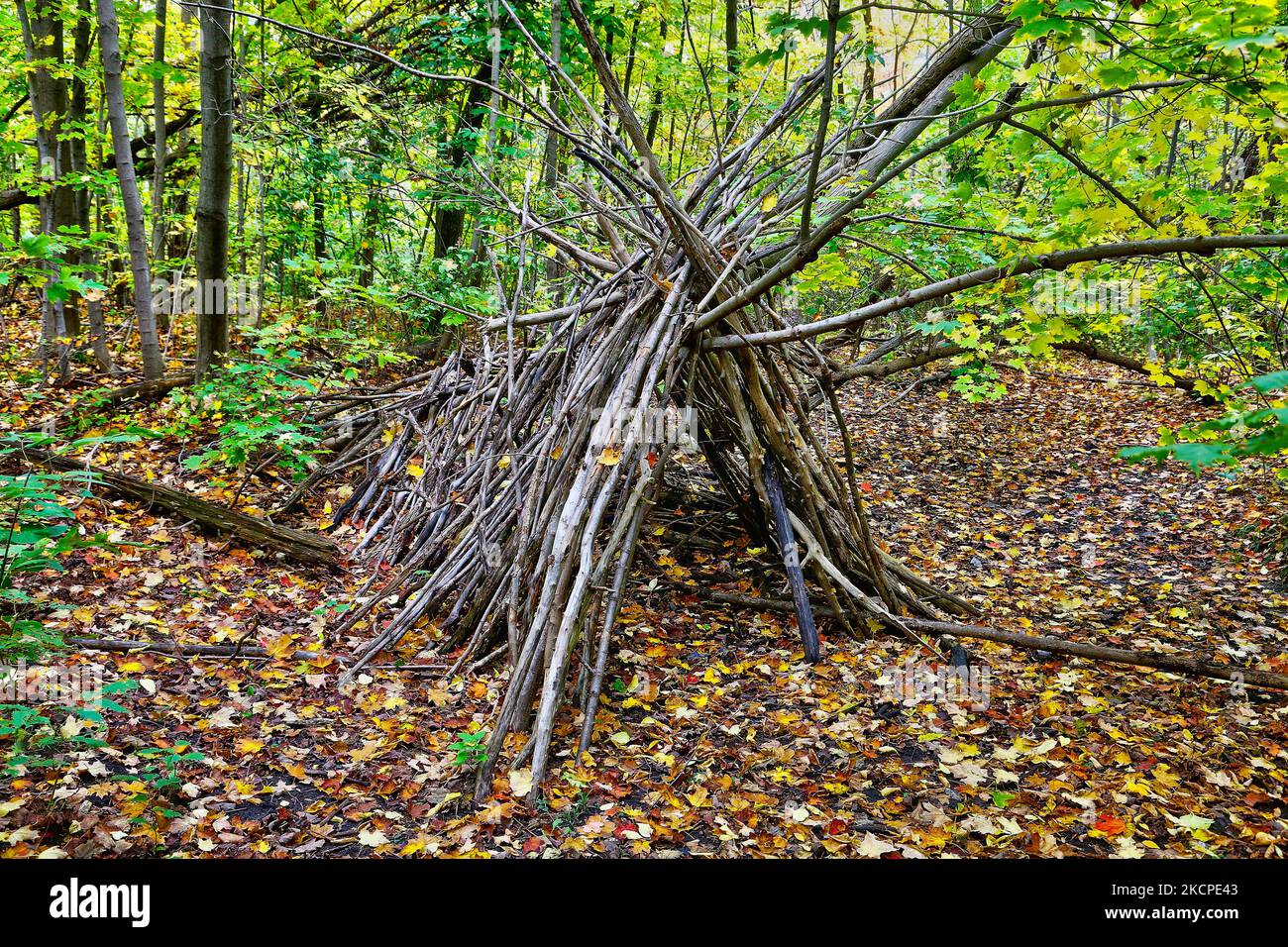 Makeshift Lean-To Shelter in the forest during the Autumn season in ...