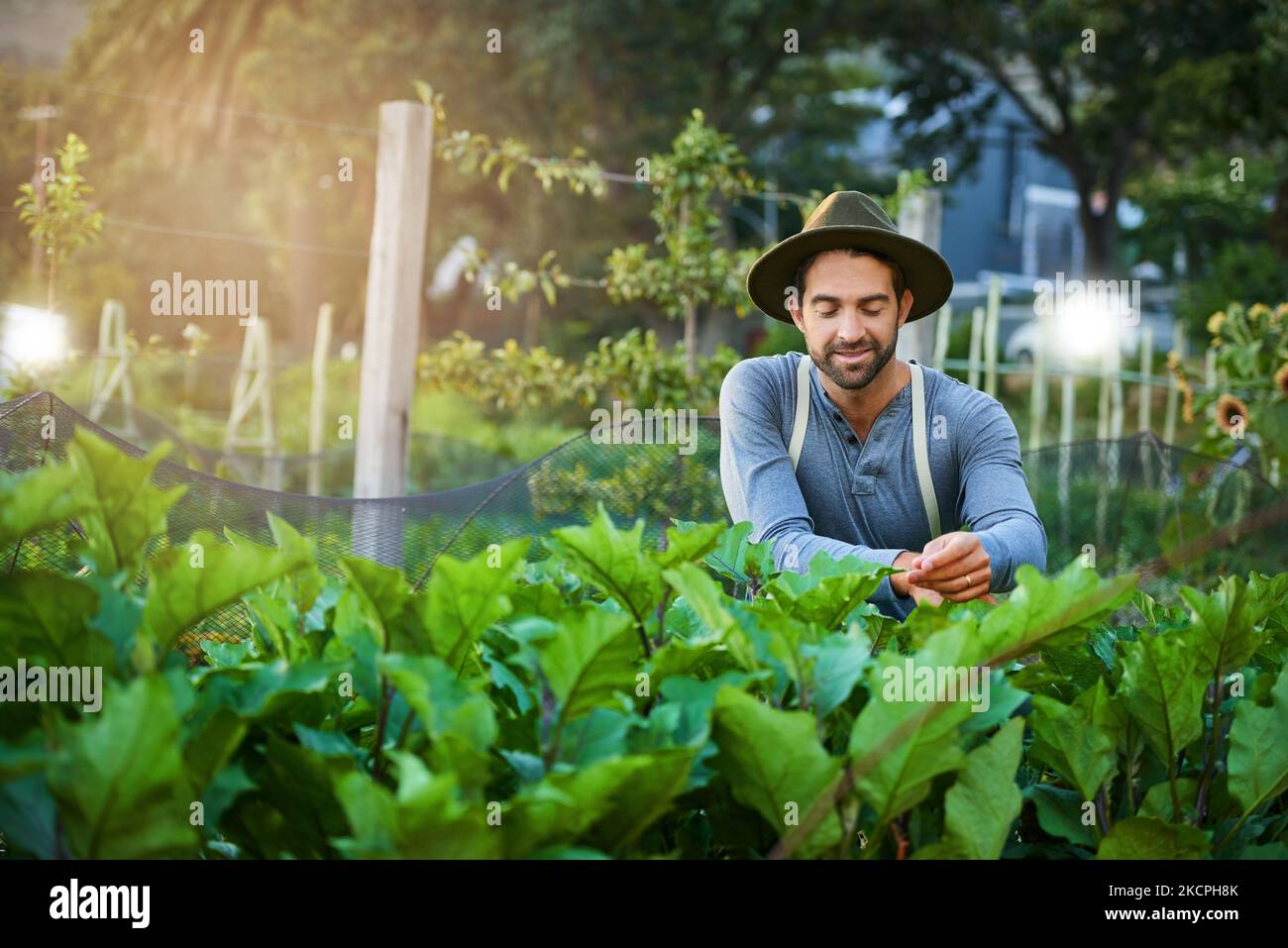 The plant expert. a young man tending to the crops on a farm Stock ...