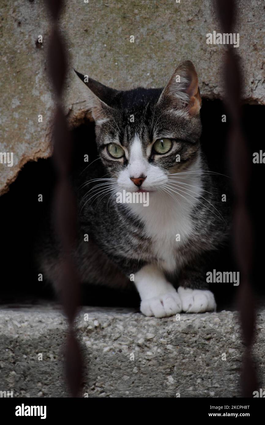 cat in Vicari, Western Sicily, Italy Stock Photo - Alamy