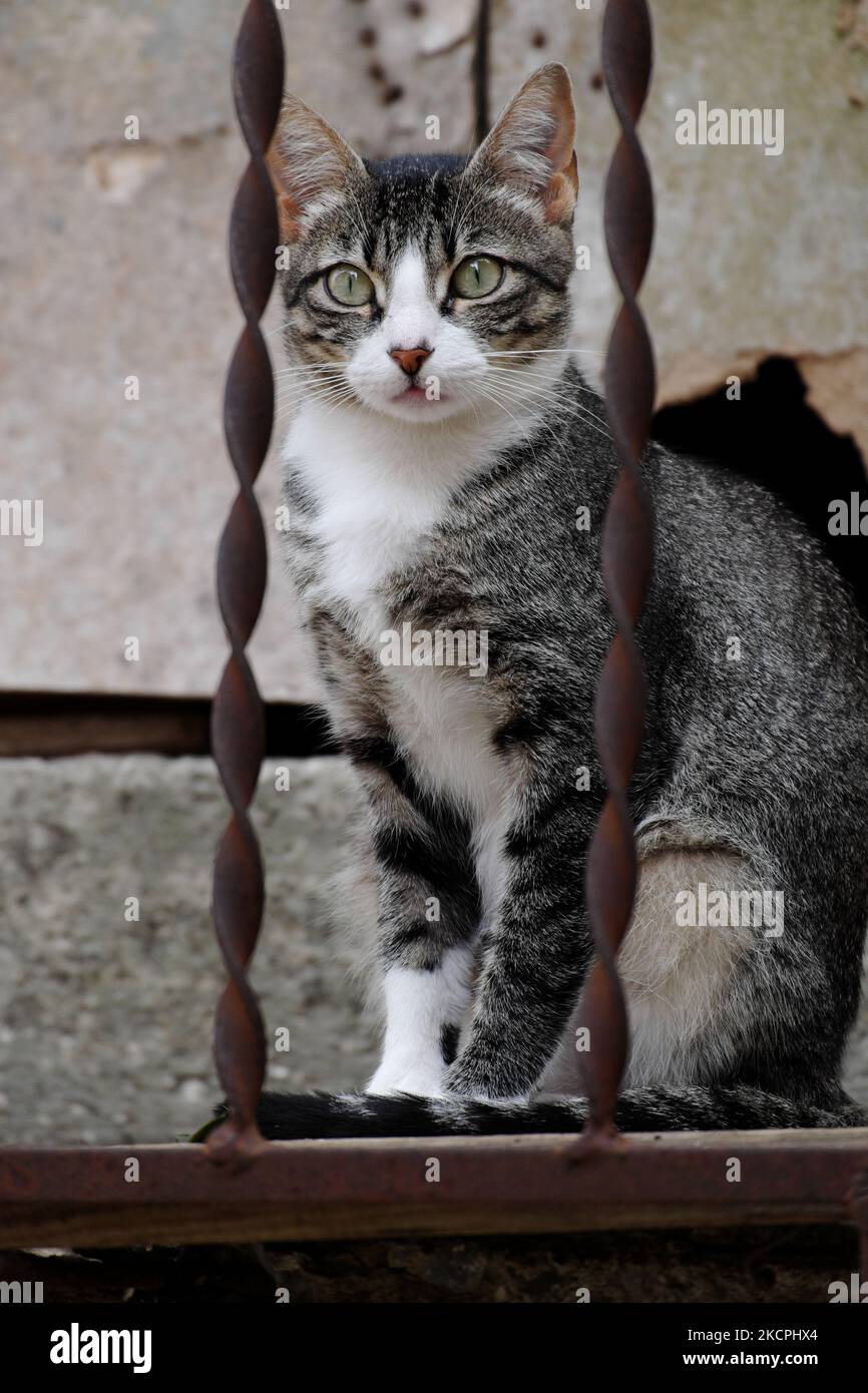 Sicily animals hi-res stock photography and images - Alamy