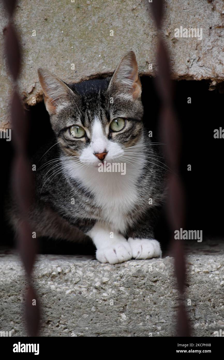 cat in Vicari, Western Sicily, Italy Stock Photo - Alamy