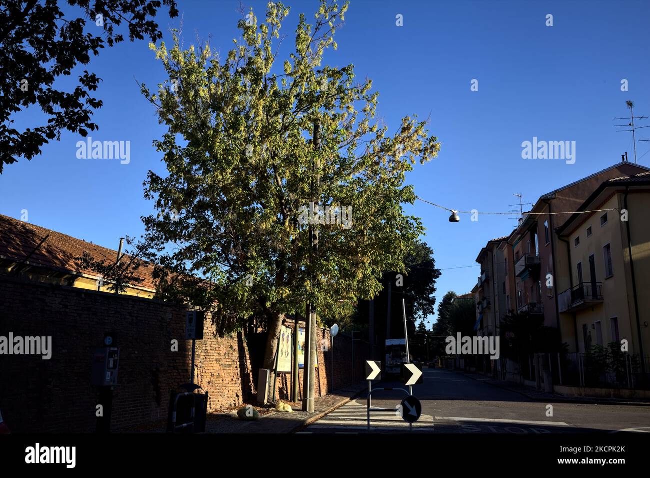 Tree in the pavement of a street next to a brick boundary wall at ...