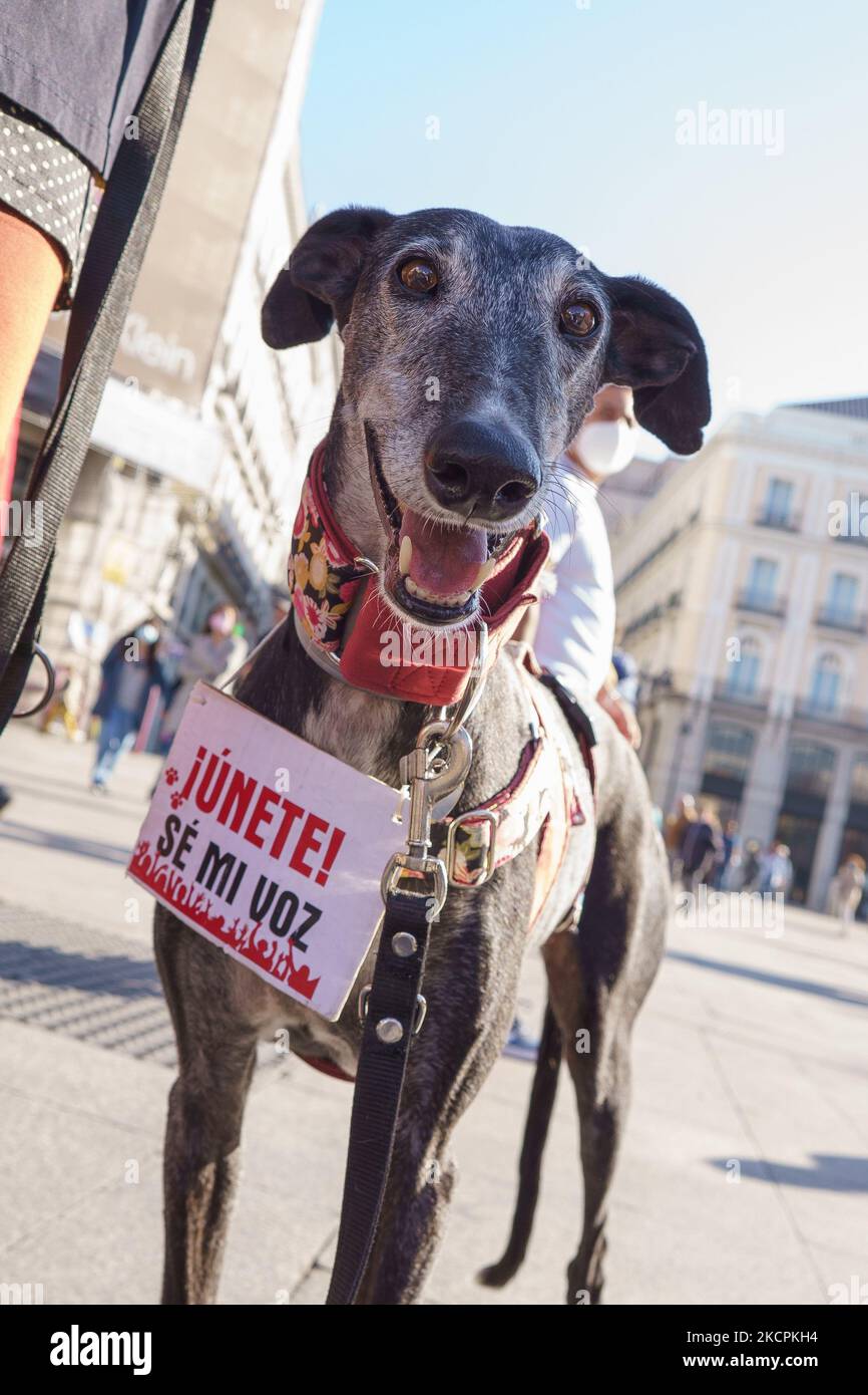 a group of people belonging to animal rights groups during a rally to ...
