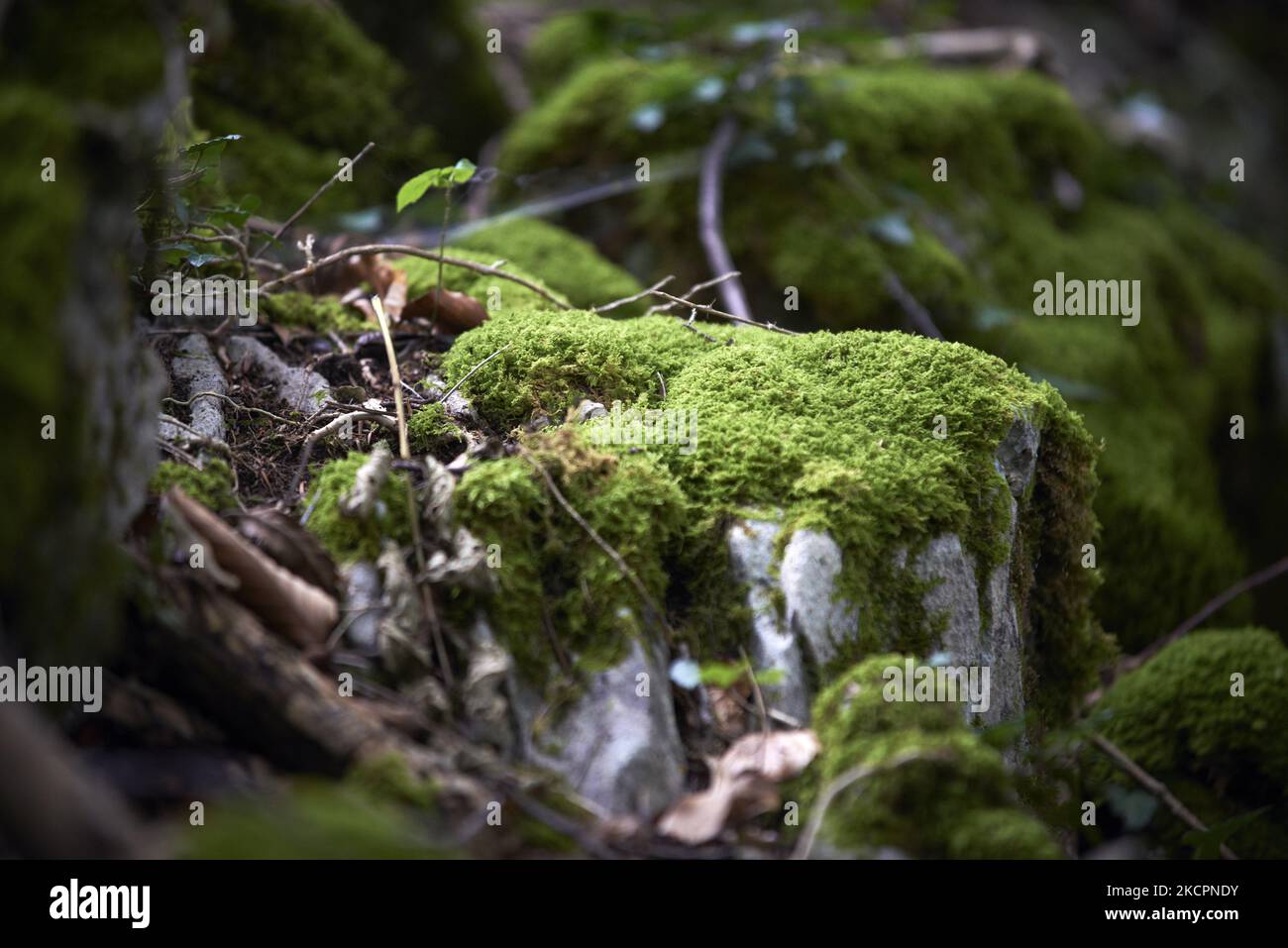 The moss is growing on a stone from an ancient occupation place. The ...