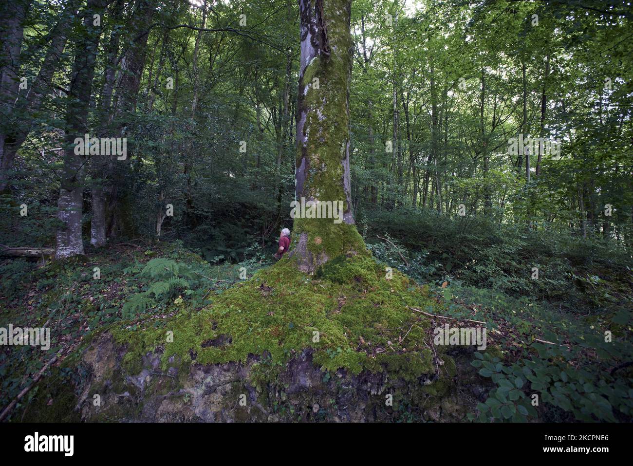 Ecosystem services tree hi-res stock photography and images - Alamy