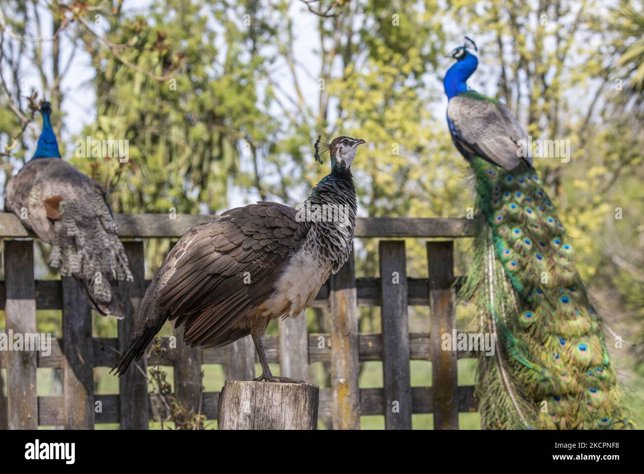 New zealand peahen hi-res stock photography and images - Alamy
