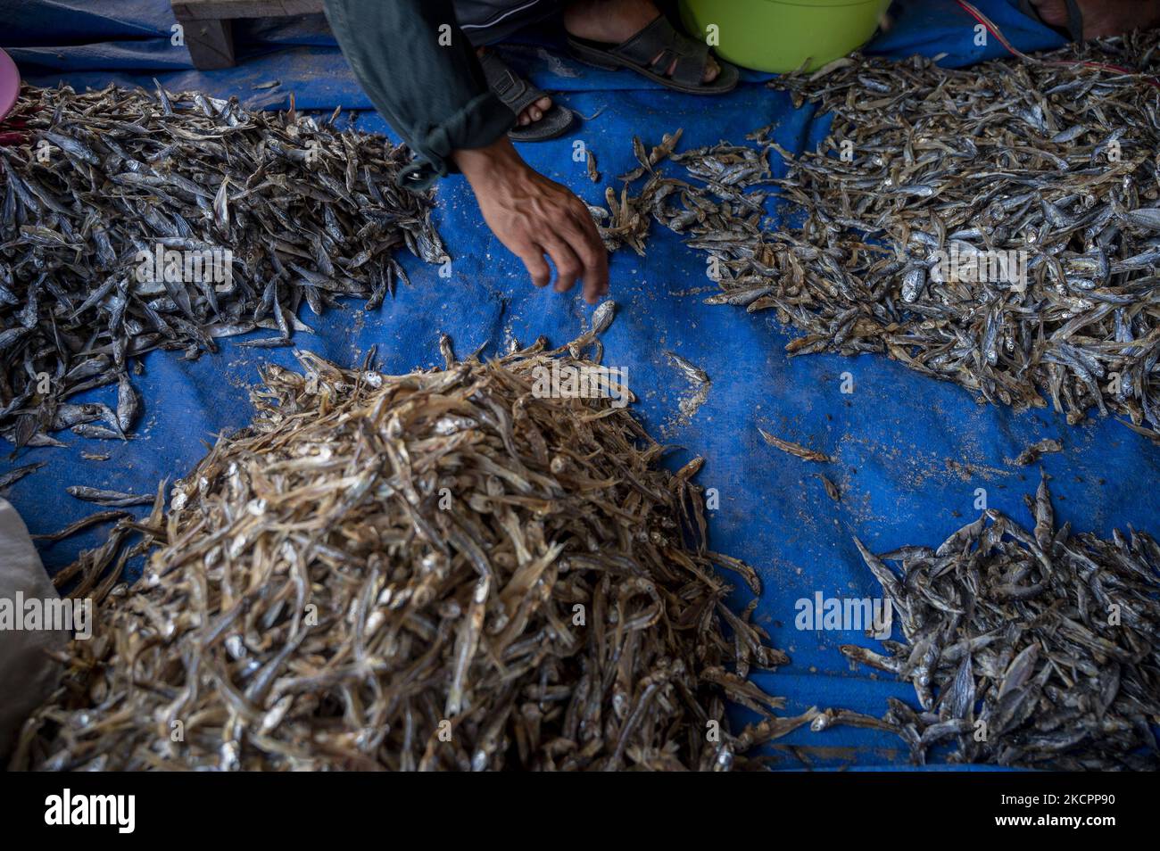 A worker sort dried fish at Mamboro Beach, Palu Bay, Central Sulawesi ...