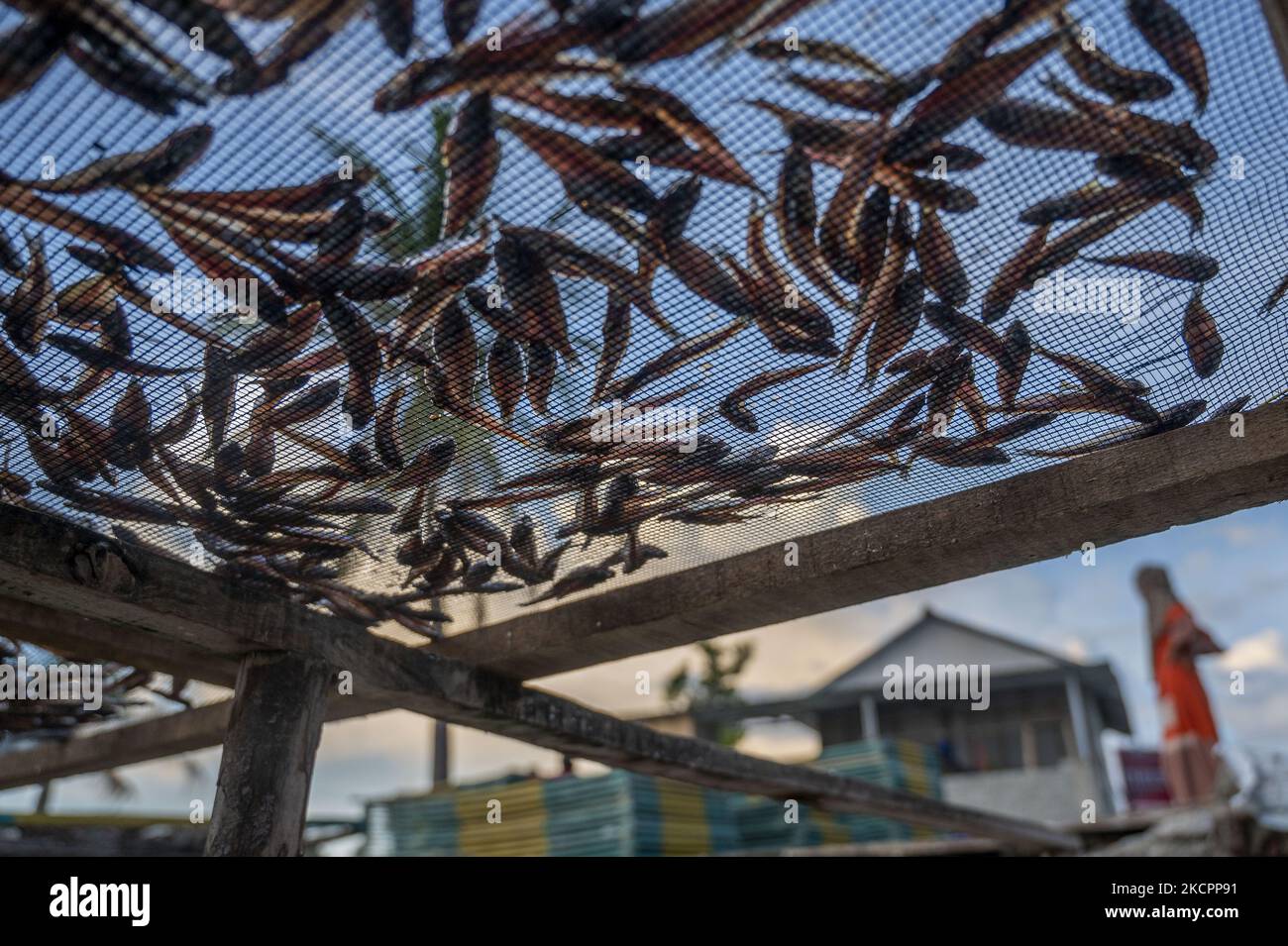 Workers collect dried fish at Mamboro Beach, Palu Bay, Central Sulawesi ...