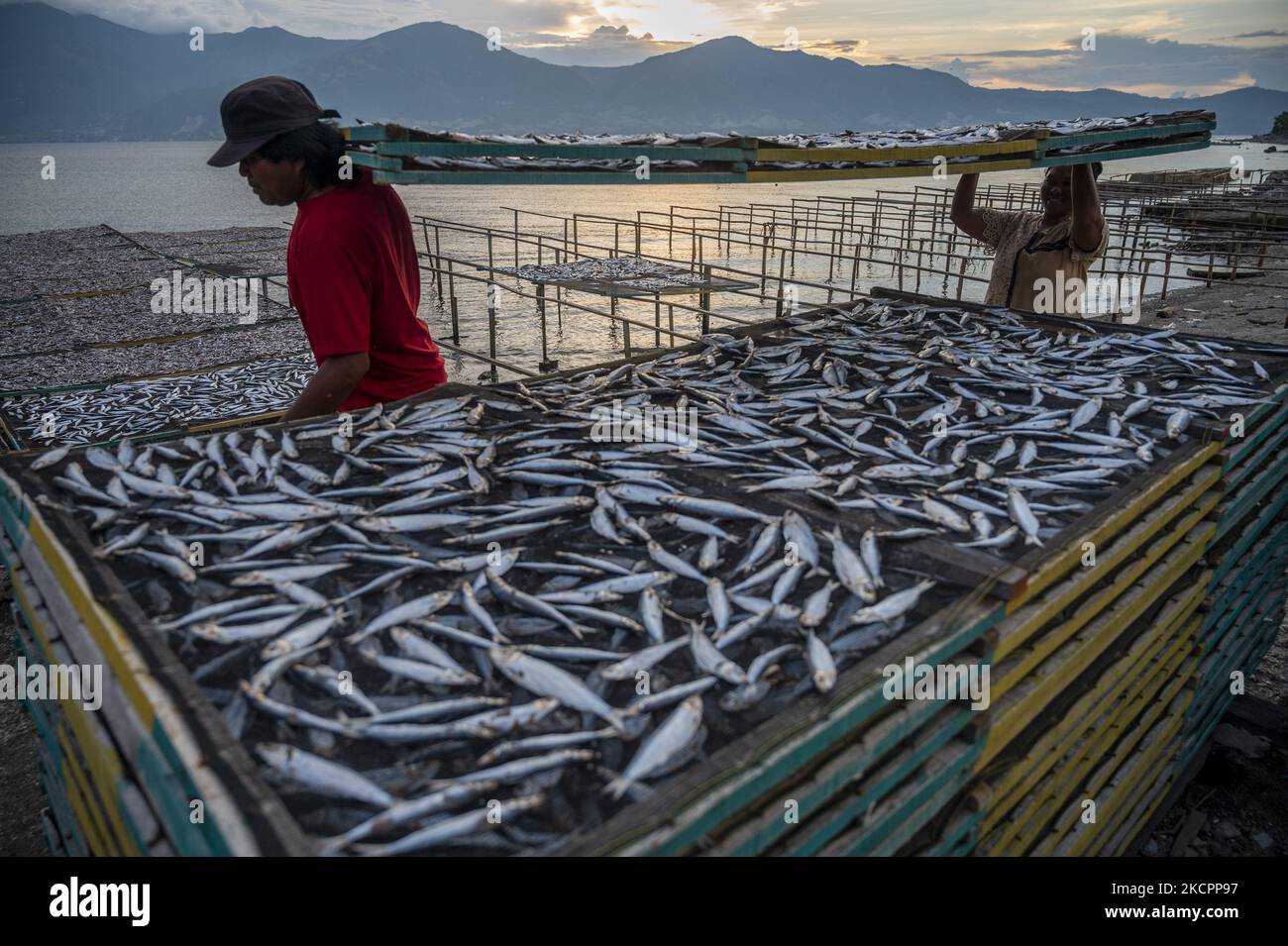 Workers collect dried fish at Mamboro Beach, Palu Bay, Central Sulawesi ...