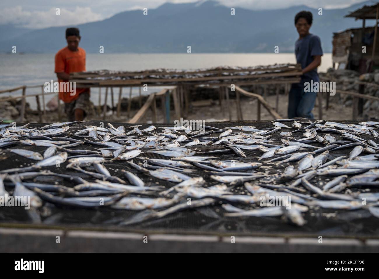 Workers collect dried fish at Mamboro Beach, Palu Bay, Central Sulawesi ...