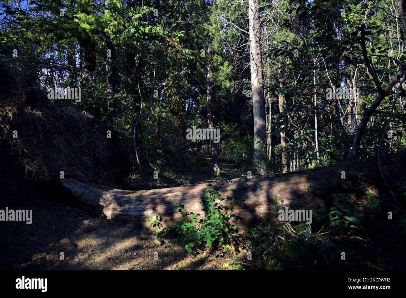 Trail in a forest with a fallen tree blocking the way Stock Photo - Alamy