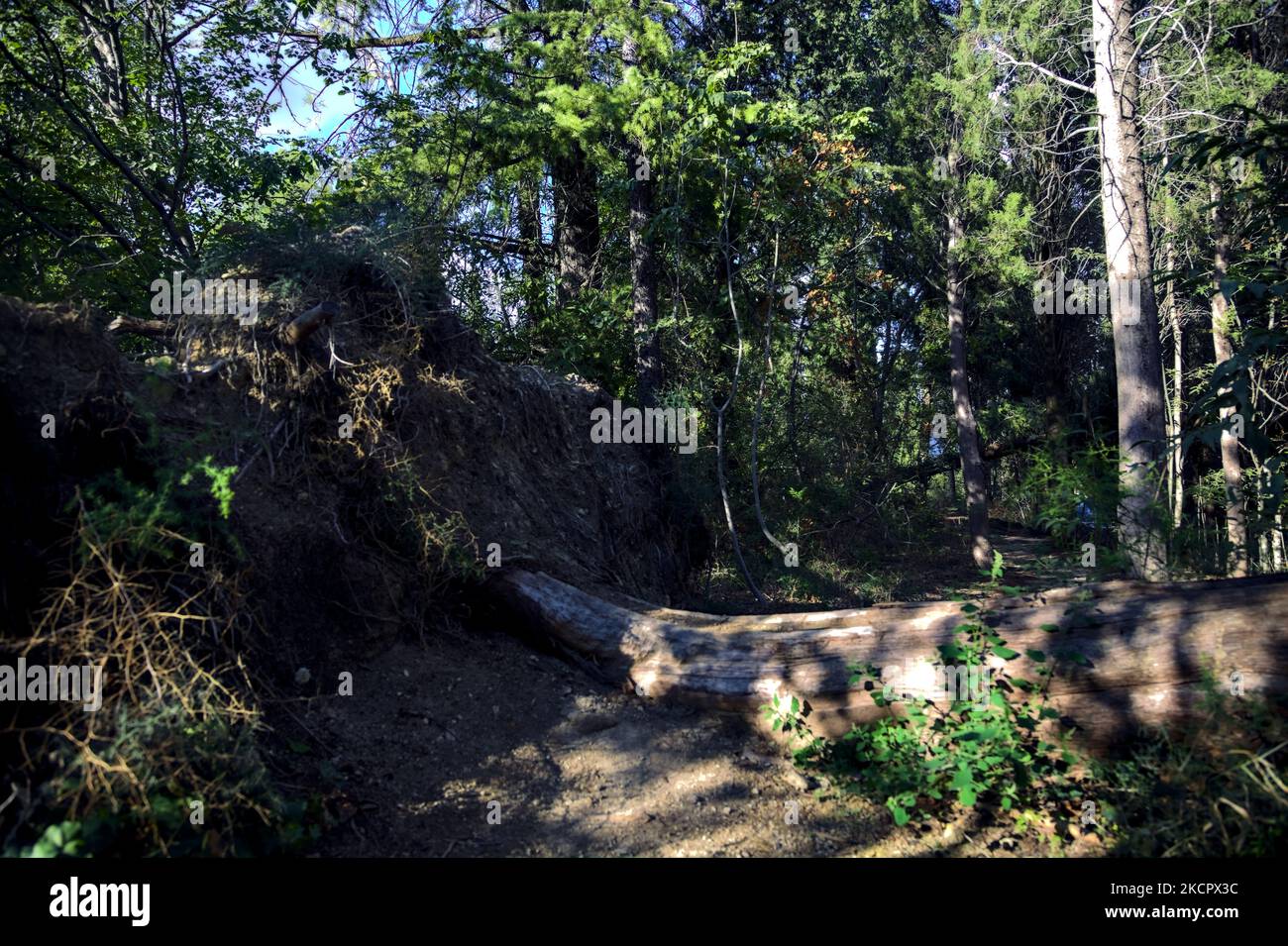 Trail in a forest with a fallen tree blocking the way Stock Photo - Alamy
