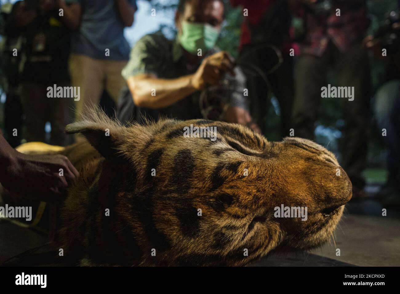 Tiger trap hi-res stock photography and images - Alamy