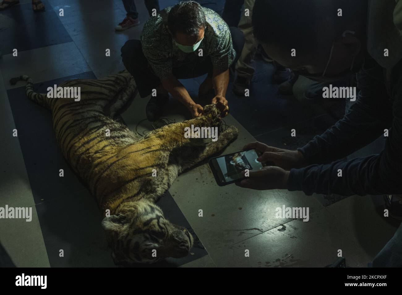 Oficers from Indonesia Nature Conservation Agency examine a tiger that ...