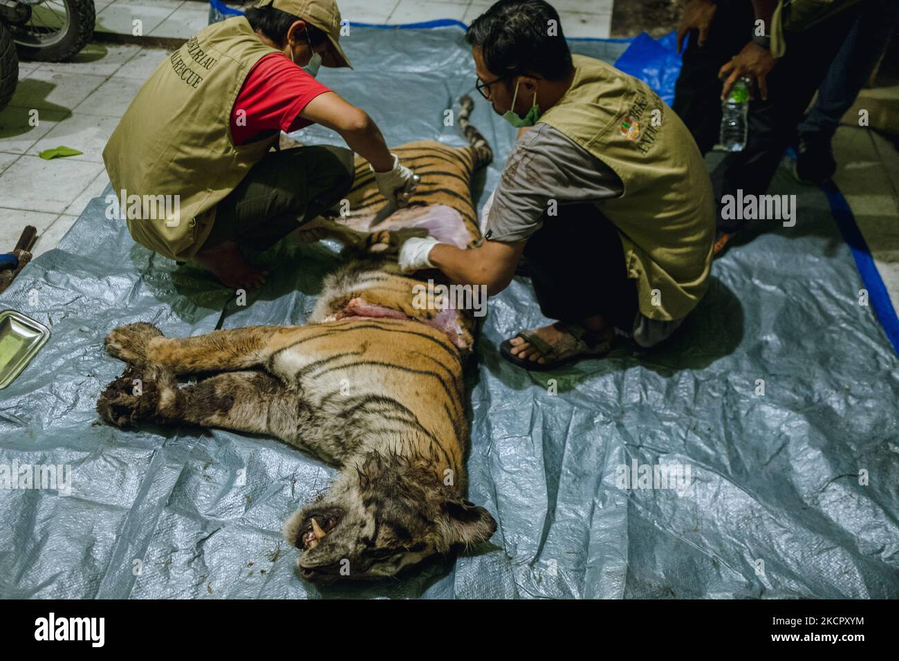 Tiger trap hi-res stock photography and images - Alamy