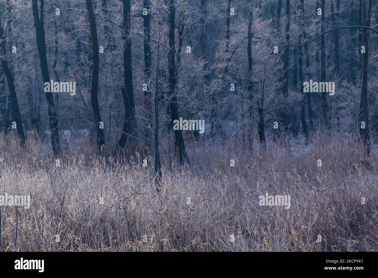 view on frozen reed grass and trees in forest Stock Photo - Alamy