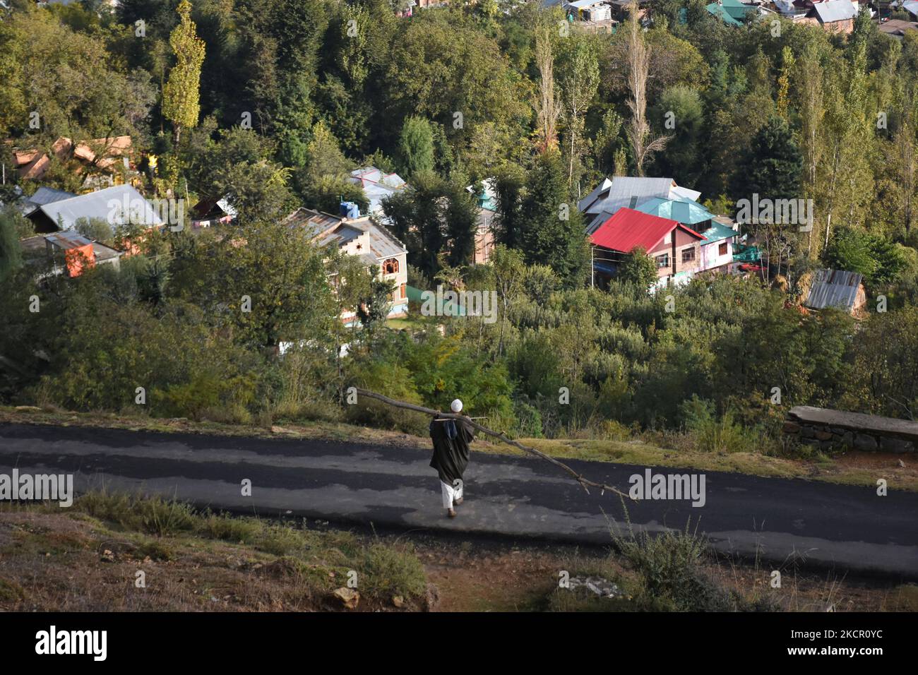 A man carries a tree on the hills of zabarwan mountain range in ...