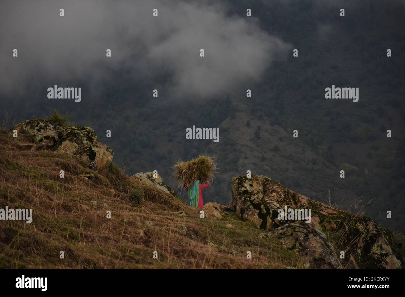 A Kashmiri woman carries hay on the hills of zabarwan mountain range in ...