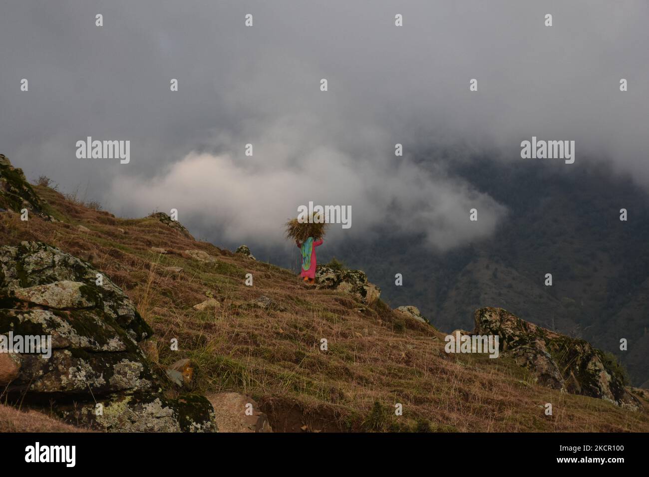 A Kashmiri woman carries hay on the hills of zabarwan mountain range in ...