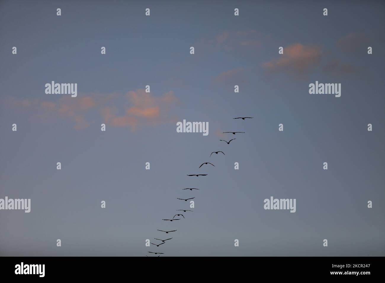 Birds fly in formation above SpaceX's controversial launch site in a ...