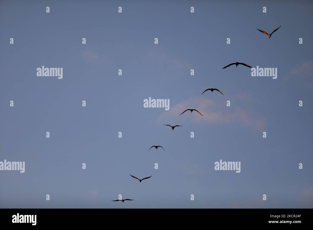 Birds fly in formation above SpaceX's controversial launch site in a ...