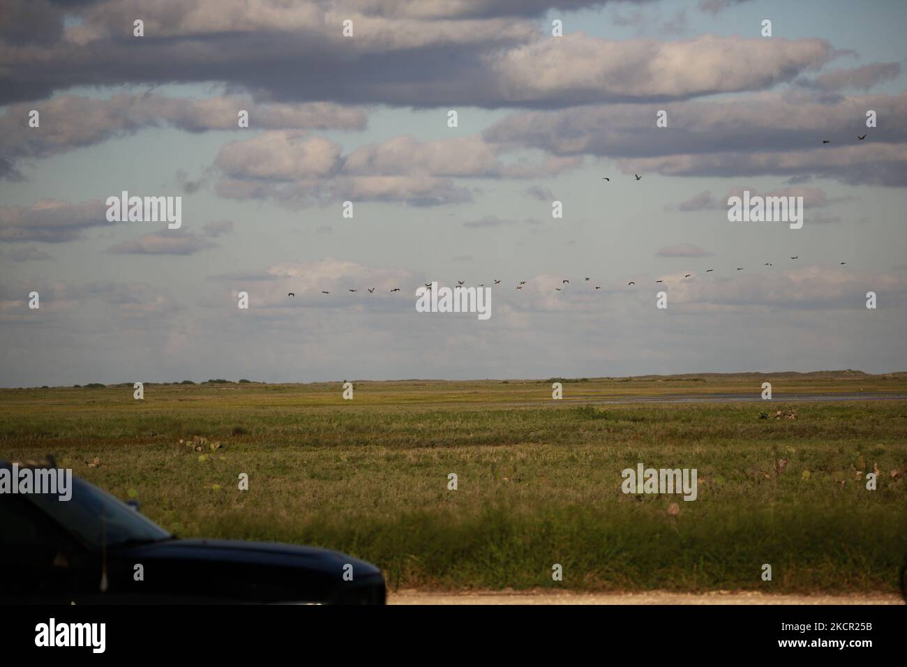 Birds fly in formation above SpaceX's controversial launch site in a ...