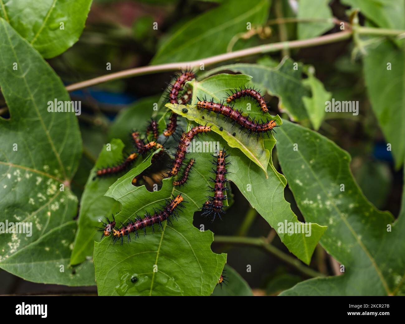 21 mm hi-res stock photography and images - Alamy