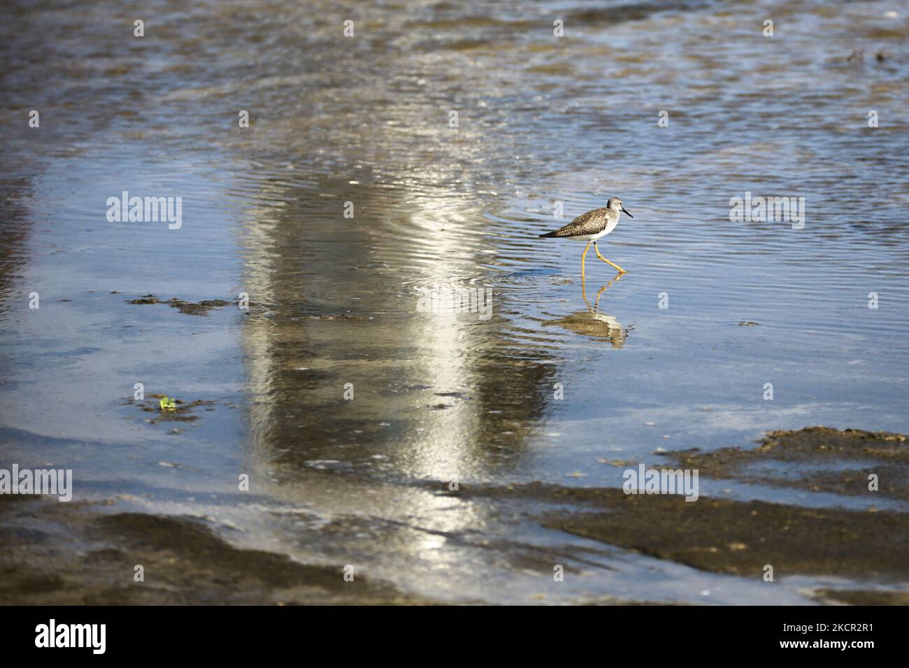 A bird walks in the reflection of SpaceX Starship 20 on October 19th ...