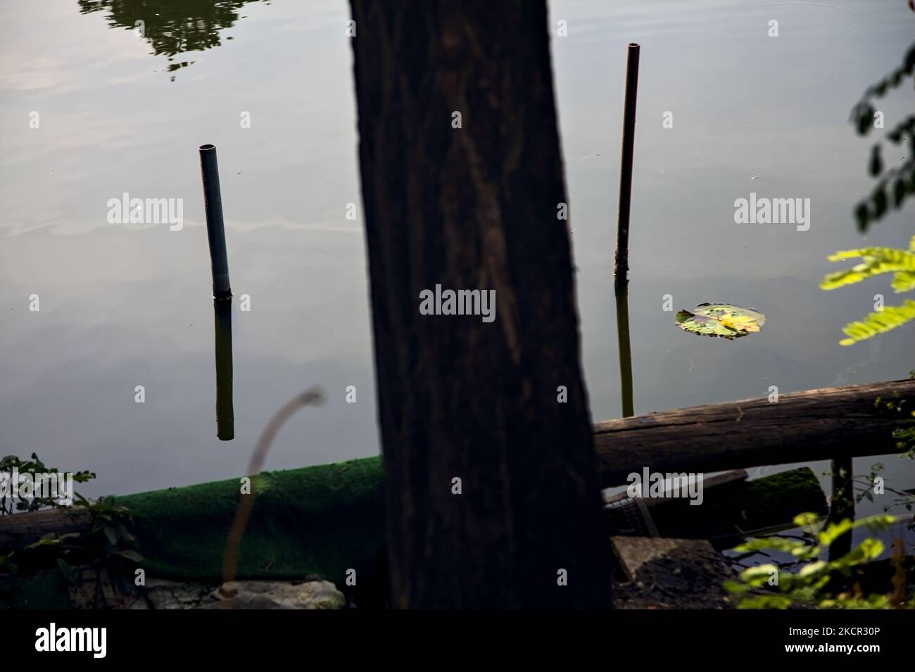 Poles in the water next to the lakeshore Stock Photo - Alamy