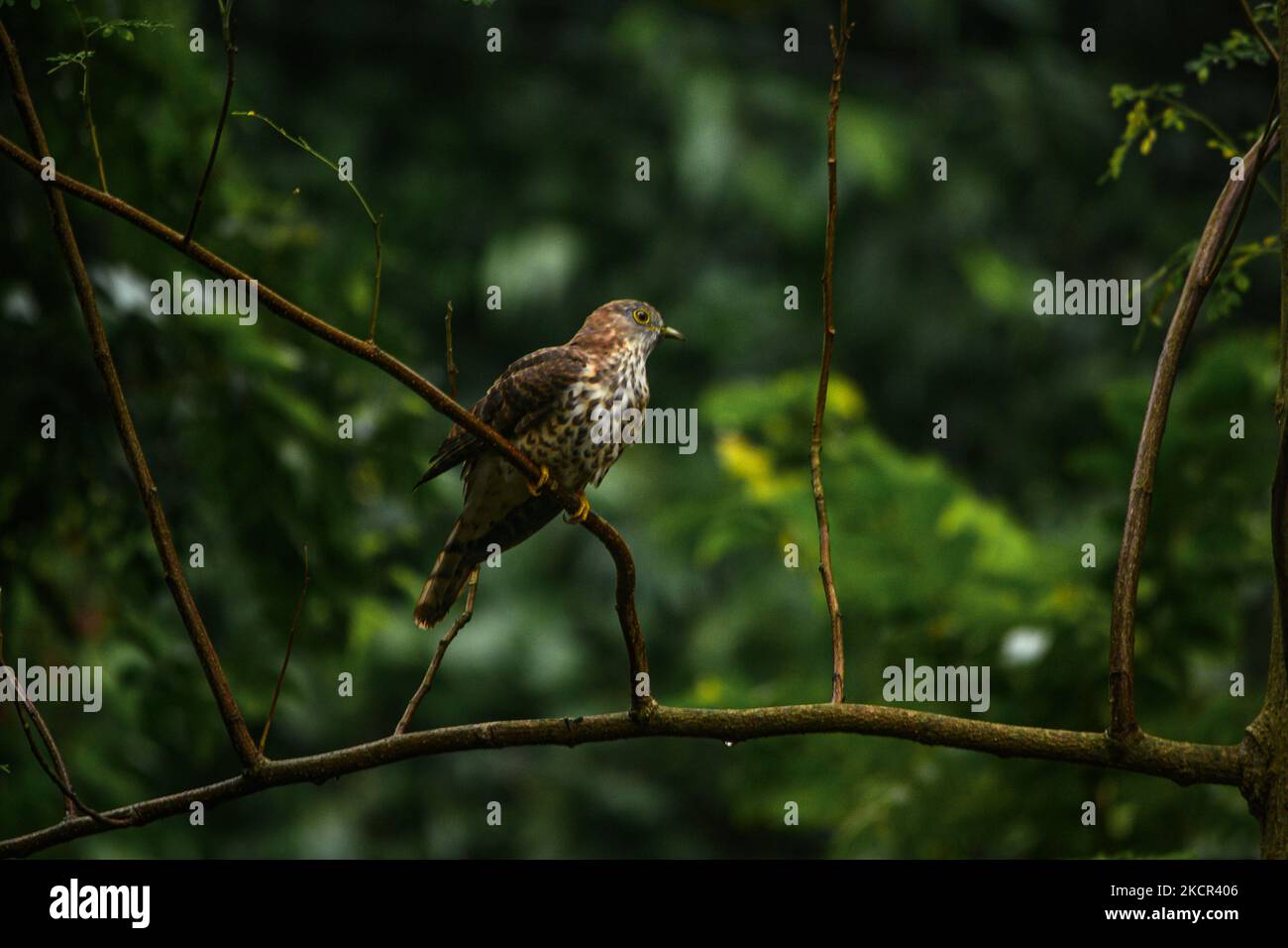 The Common Hawk-Cuckoo (Hierococcyx varius), popularly known as the ...