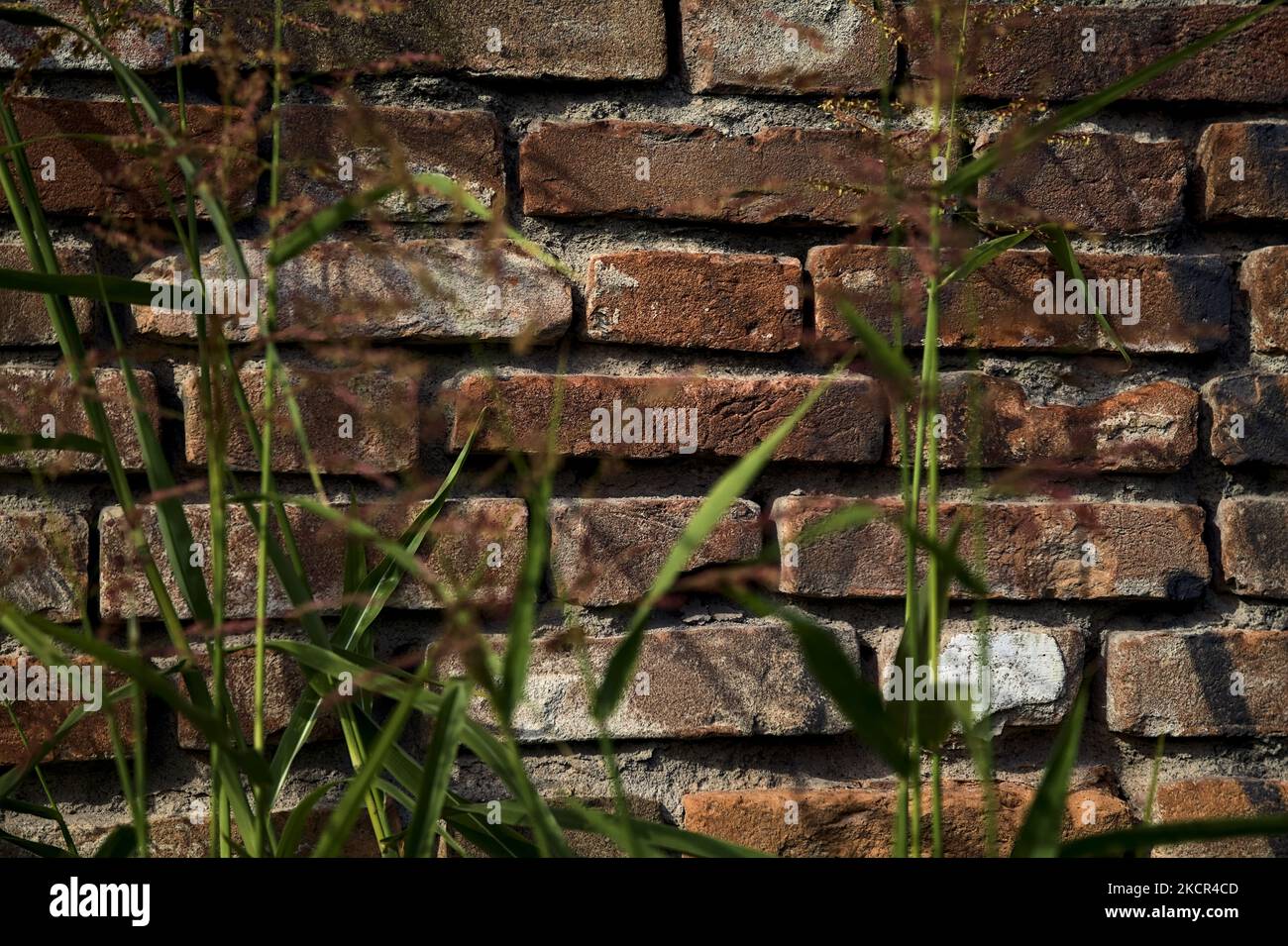 Tall grass leaning on a brick wall seen up close Stock Photo - Alamy