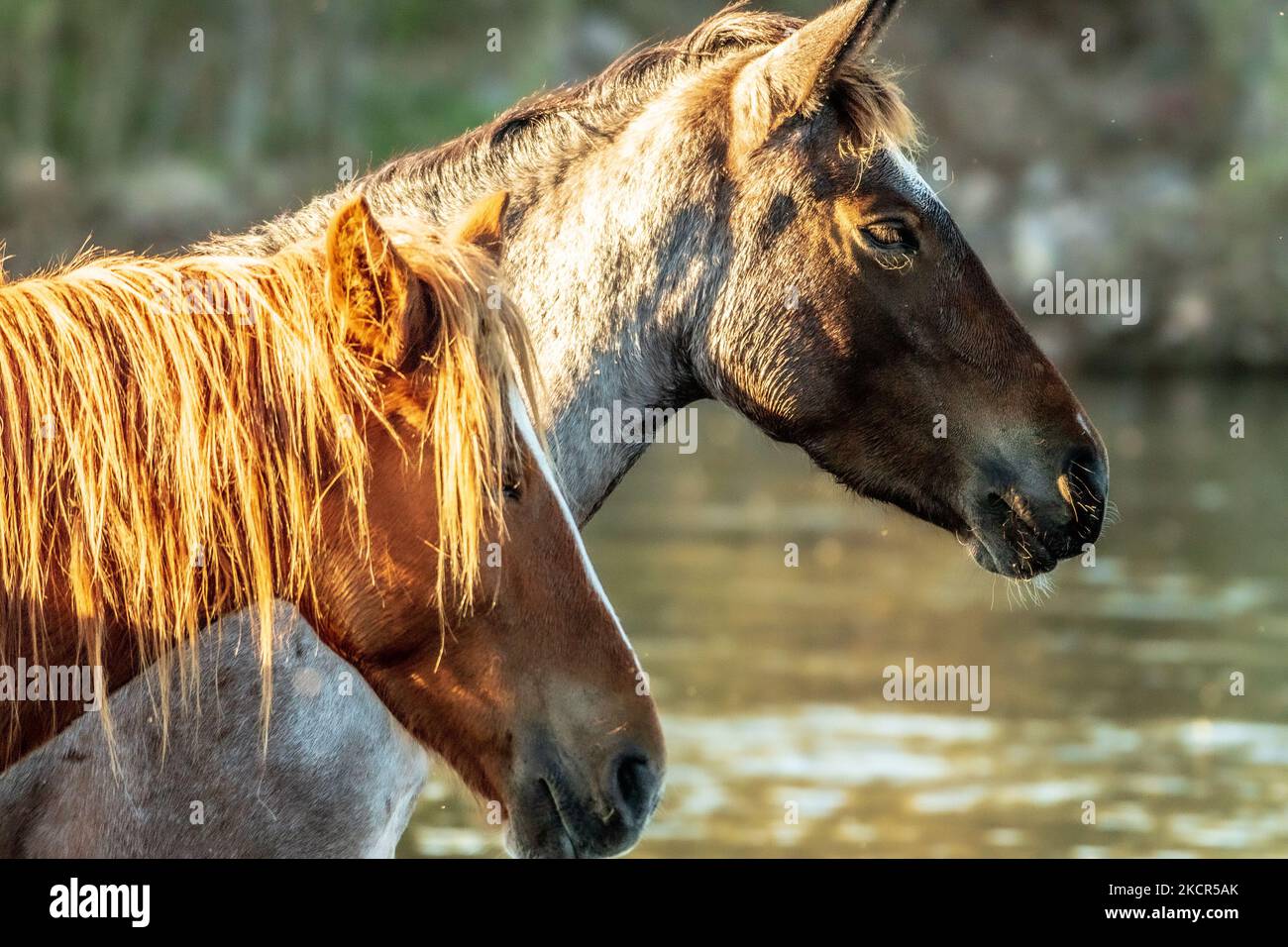 Buddies hi-res stock photography and images - Alamy