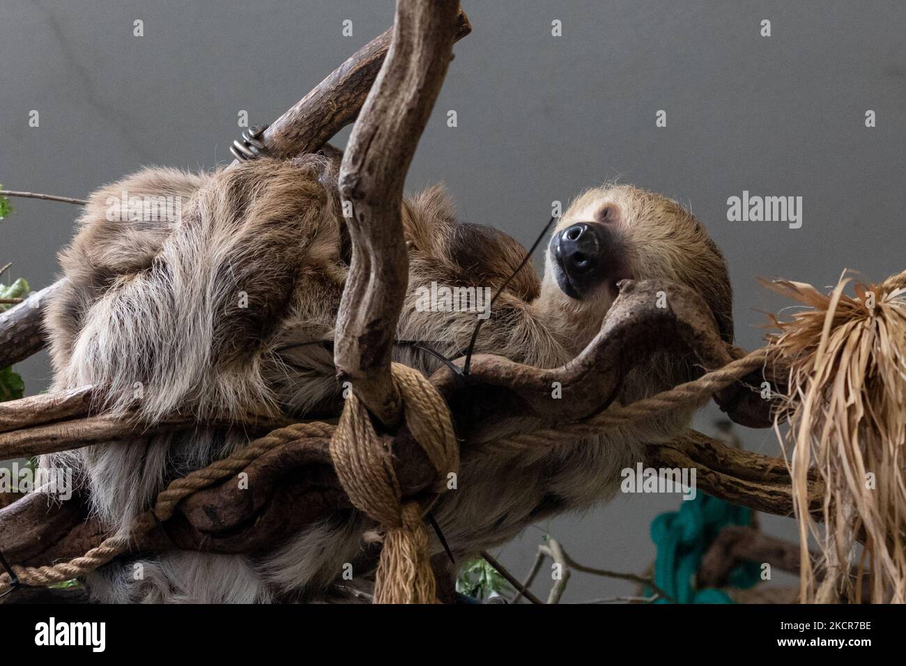 International sloth day hi-res stock photography and images - Alamy