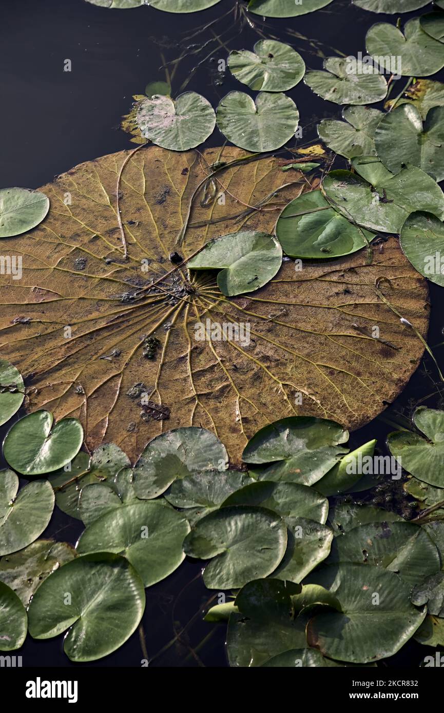 Lily pads and lotus leaves on the water on a cloudy day Stock Photo - Alamy