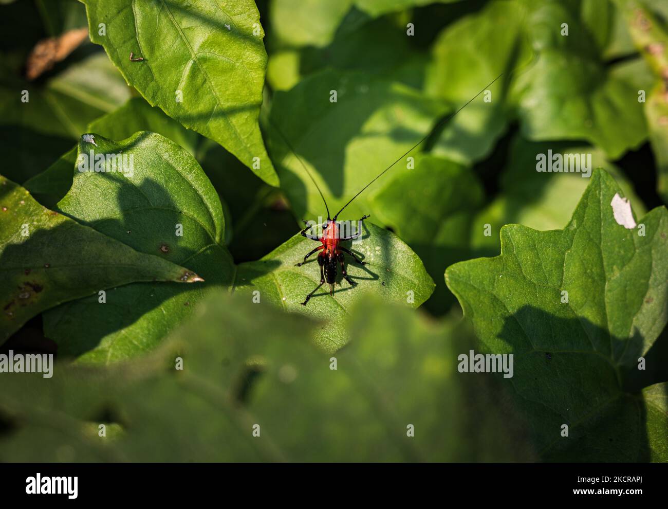 Conocephalus (Anisoptera) melaenus, sometimes known as the Black-kneed ...