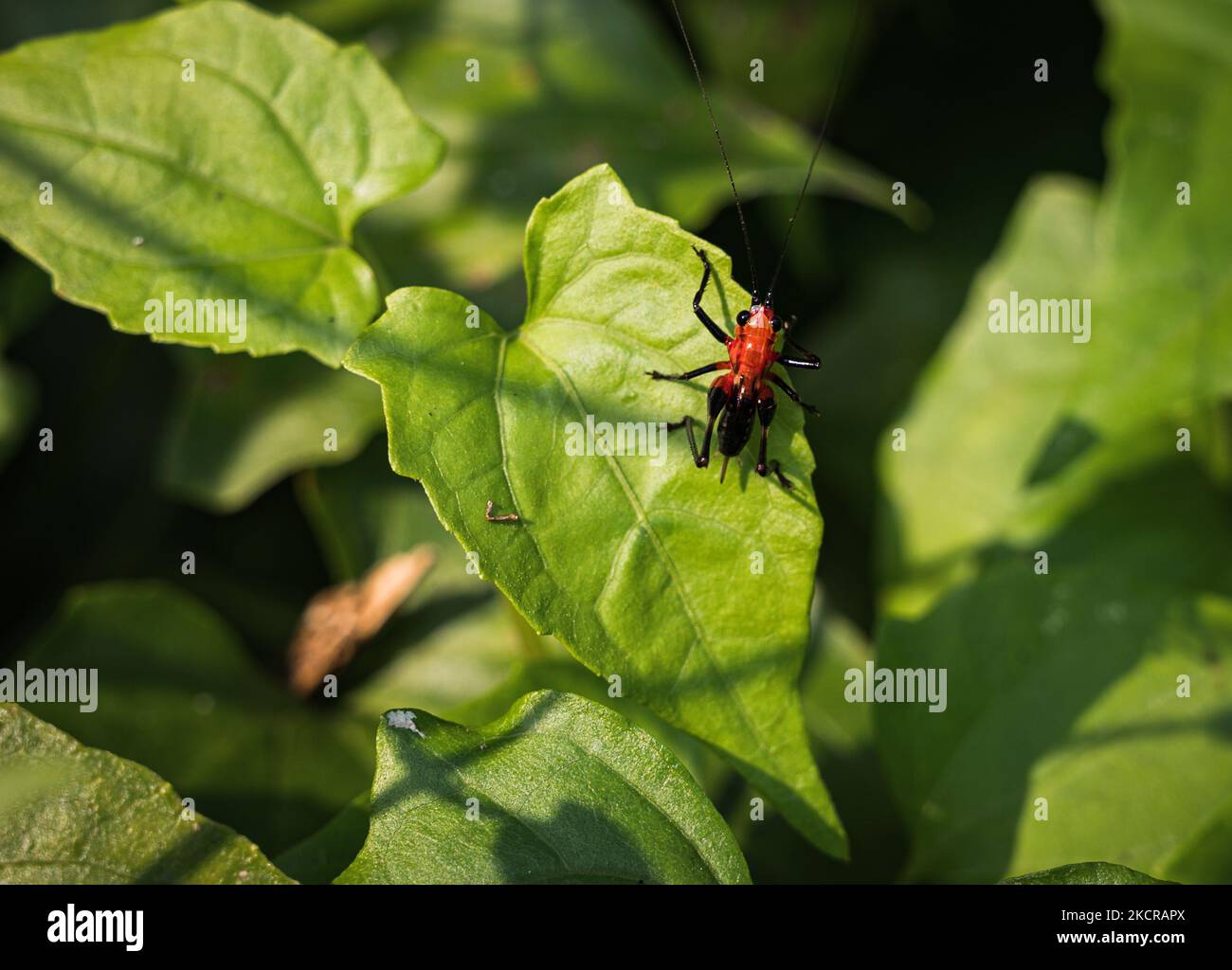 Conocephalus (Anisoptera) melaenus, sometimes known as the Black-kneed ...