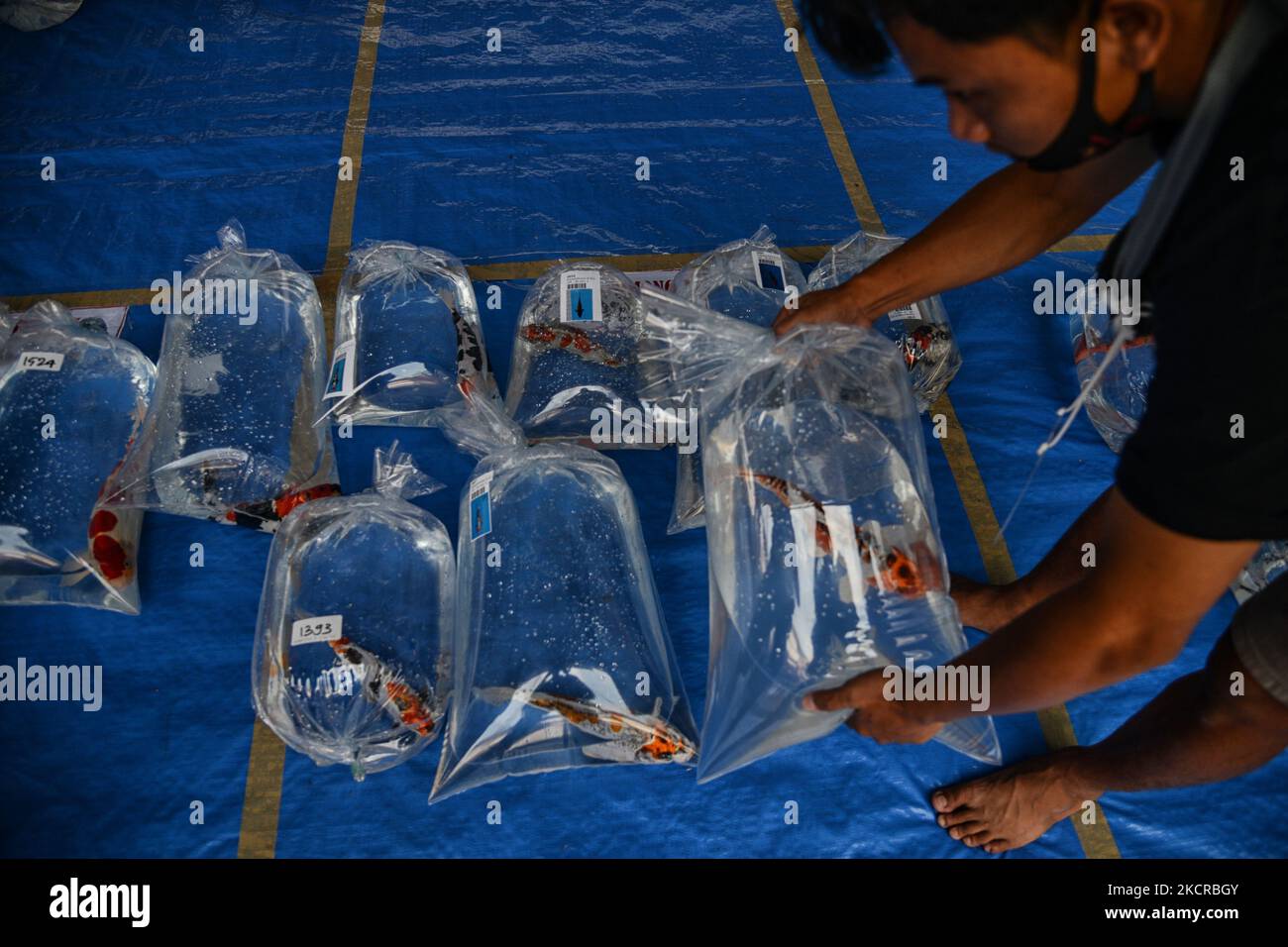 A Staff transport a koi carp to plastic bags during a 1st Koi's Local ...