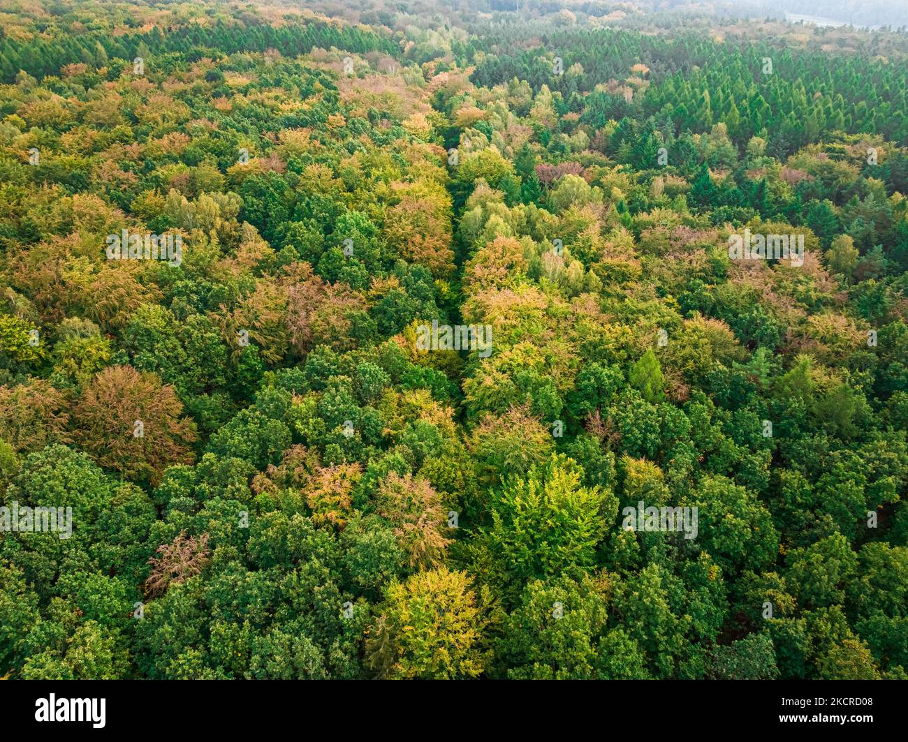 Aerial top down green forest hi-res stock photography and images - Alamy
