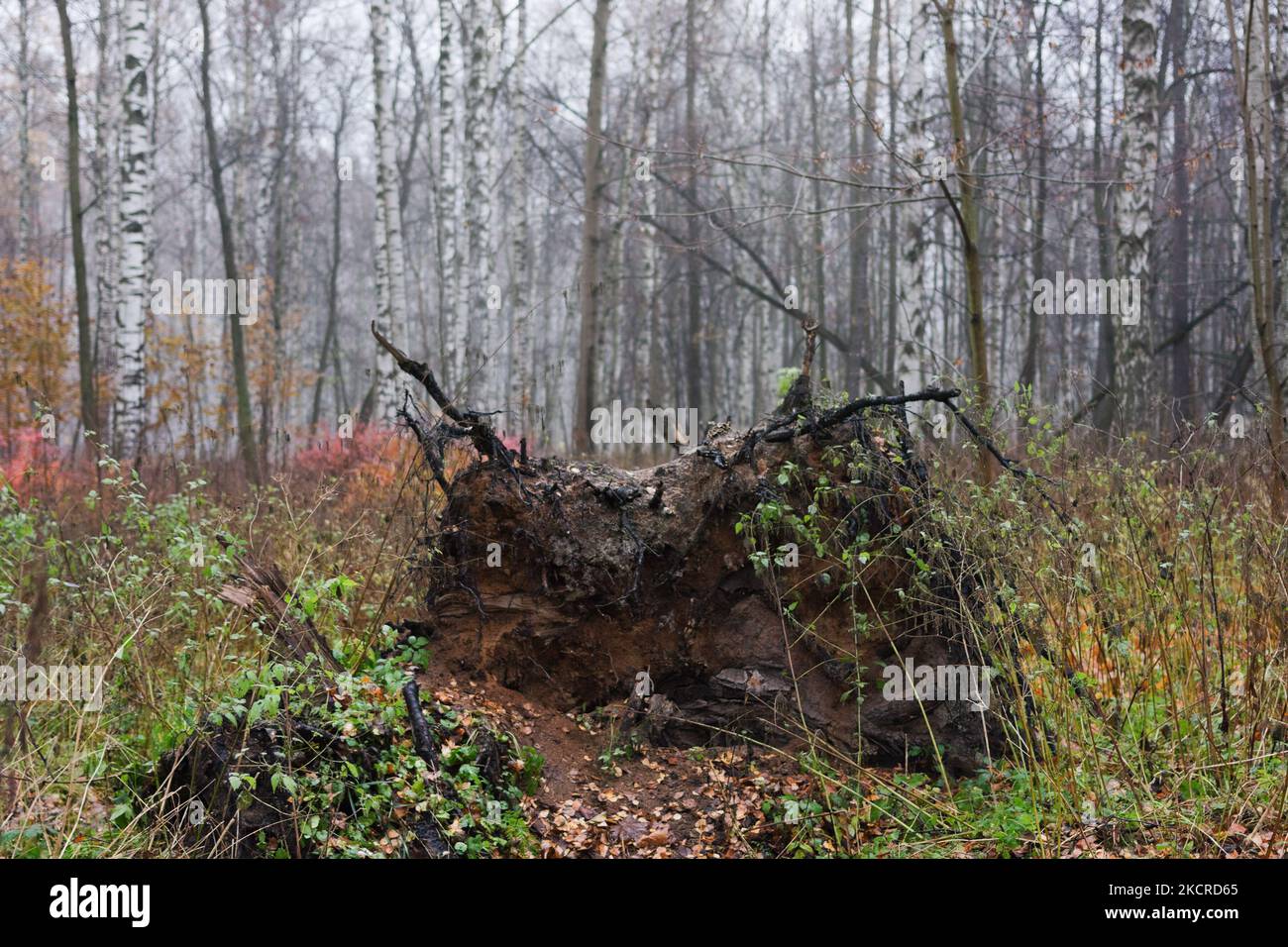 Soil forest hi-res stock photography and images - Alamy
