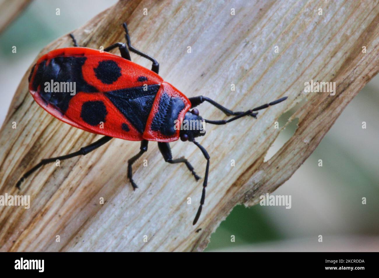 Pyrrhacoris apterus hi-res stock photography and images - Alamy