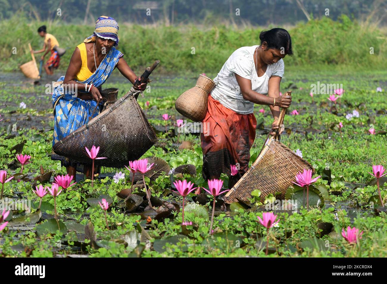 Women catch fish in marshland boasting blooming lotus flowers at Budha ...