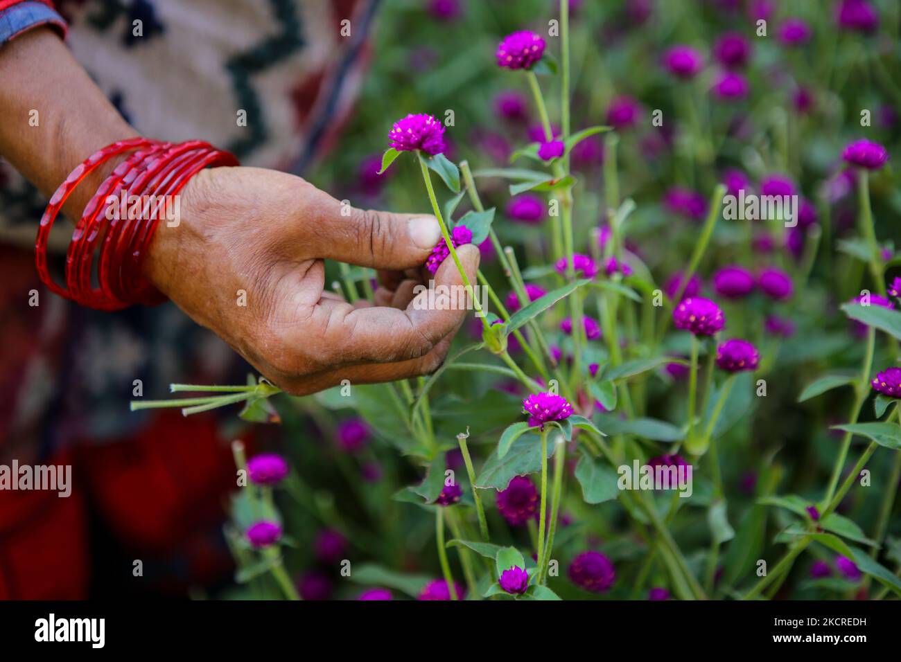 A woman plucks the amaranth flowers to make garland for the upcoming ...