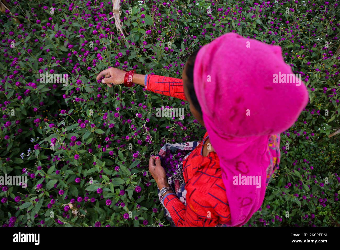 A woman plucks the amaranth flowers to make garland for the upcoming ...