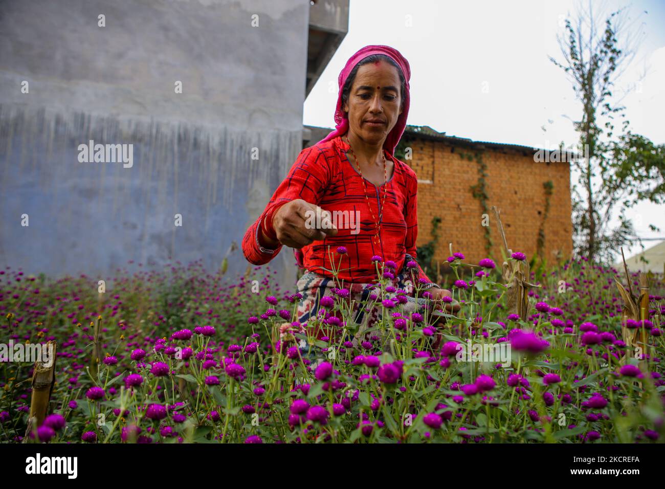 A woman plucks the amaranth flowers to make garland for the upcoming ...