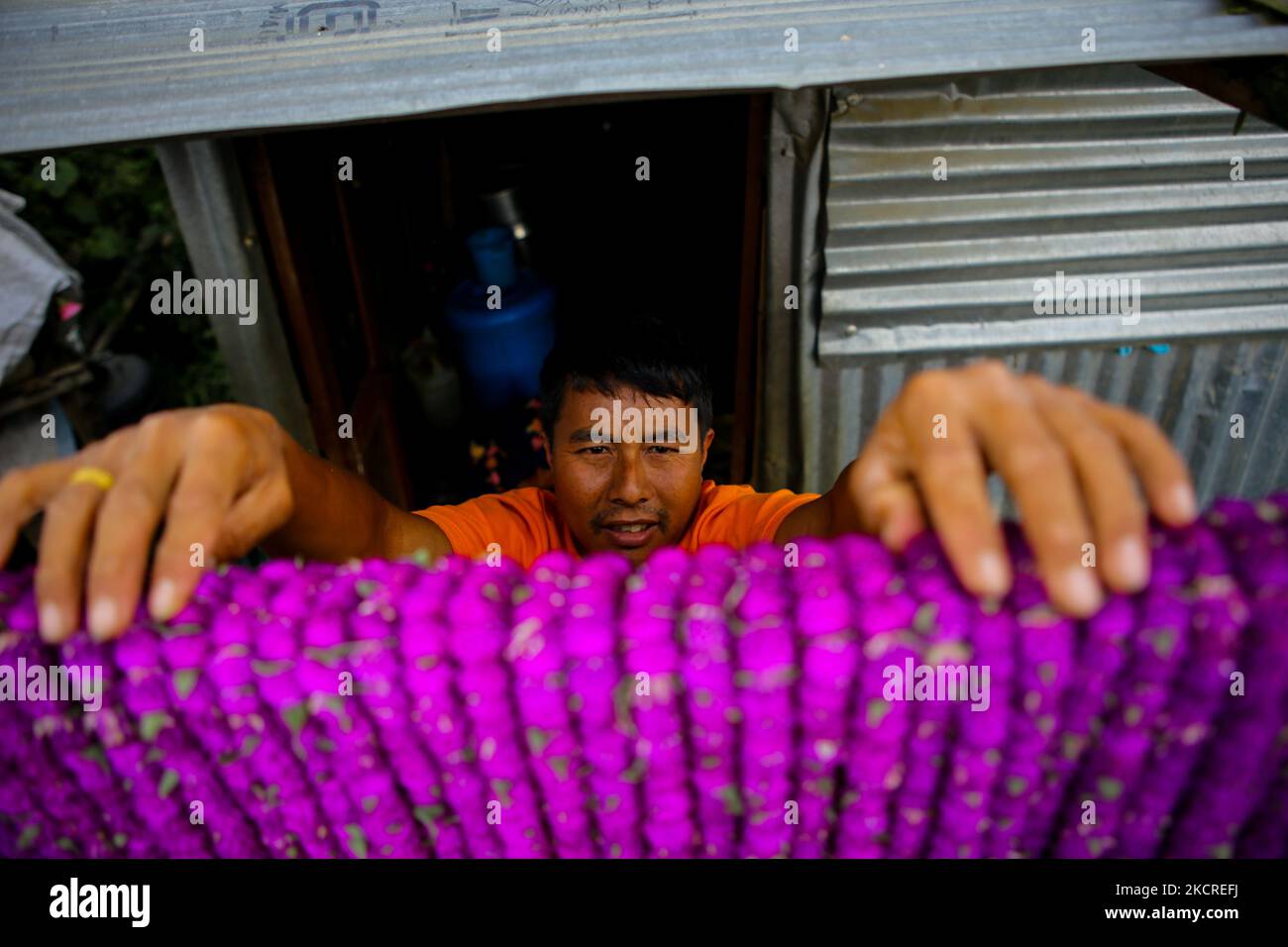 A man arranges the garland made from the globe amaranth flowers for the ...