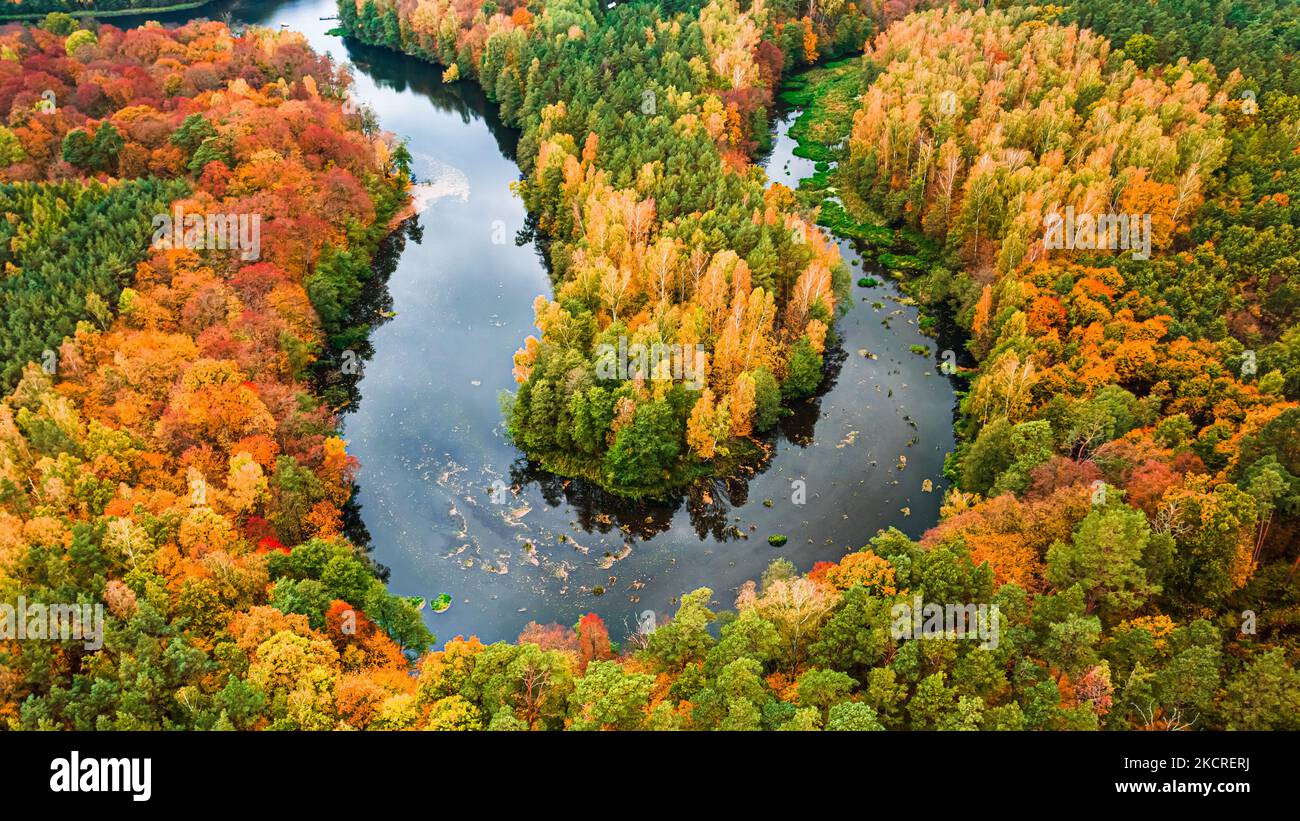 Yellow forest and river in autumn, Poland, Europe. Aerial view of ...