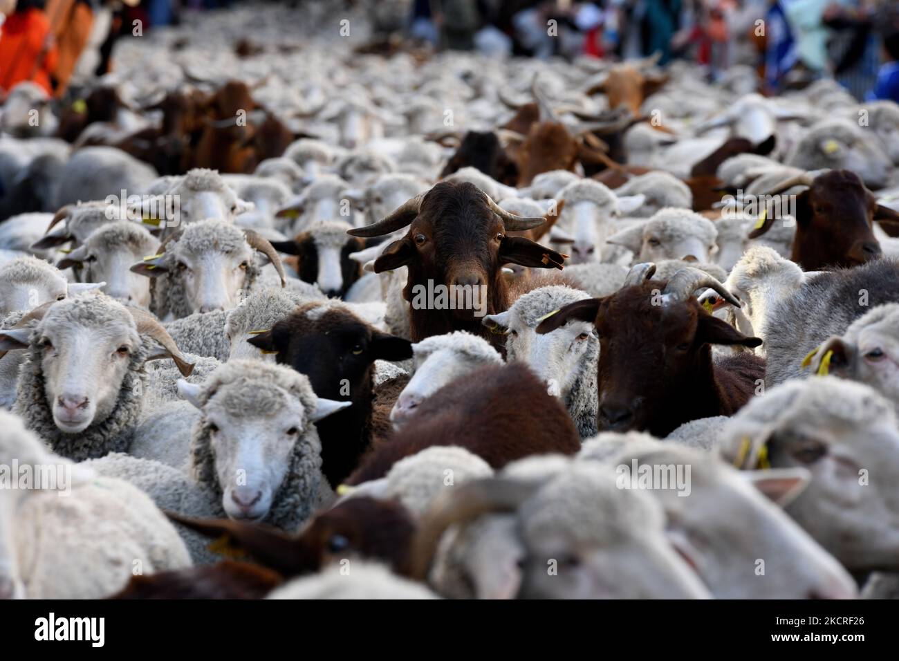 Madrid taken over by hundreds of sheep for annual festival on 24th ...