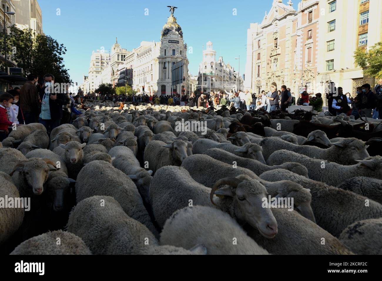 Madrid taken over by hundreds of sheep for annual festival on 24th ...