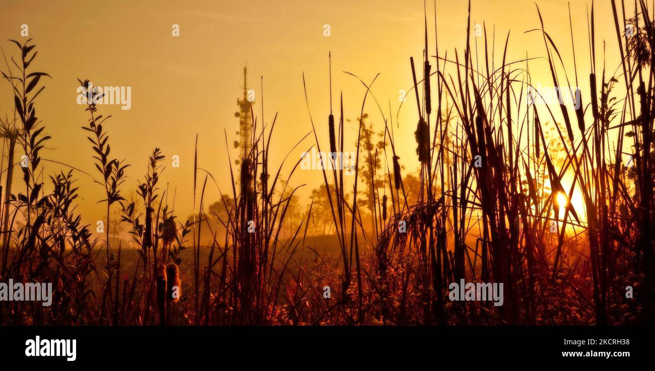 sun rising between the marsh reeds (Ravenna, Bosco Baronio Stock Photo ...